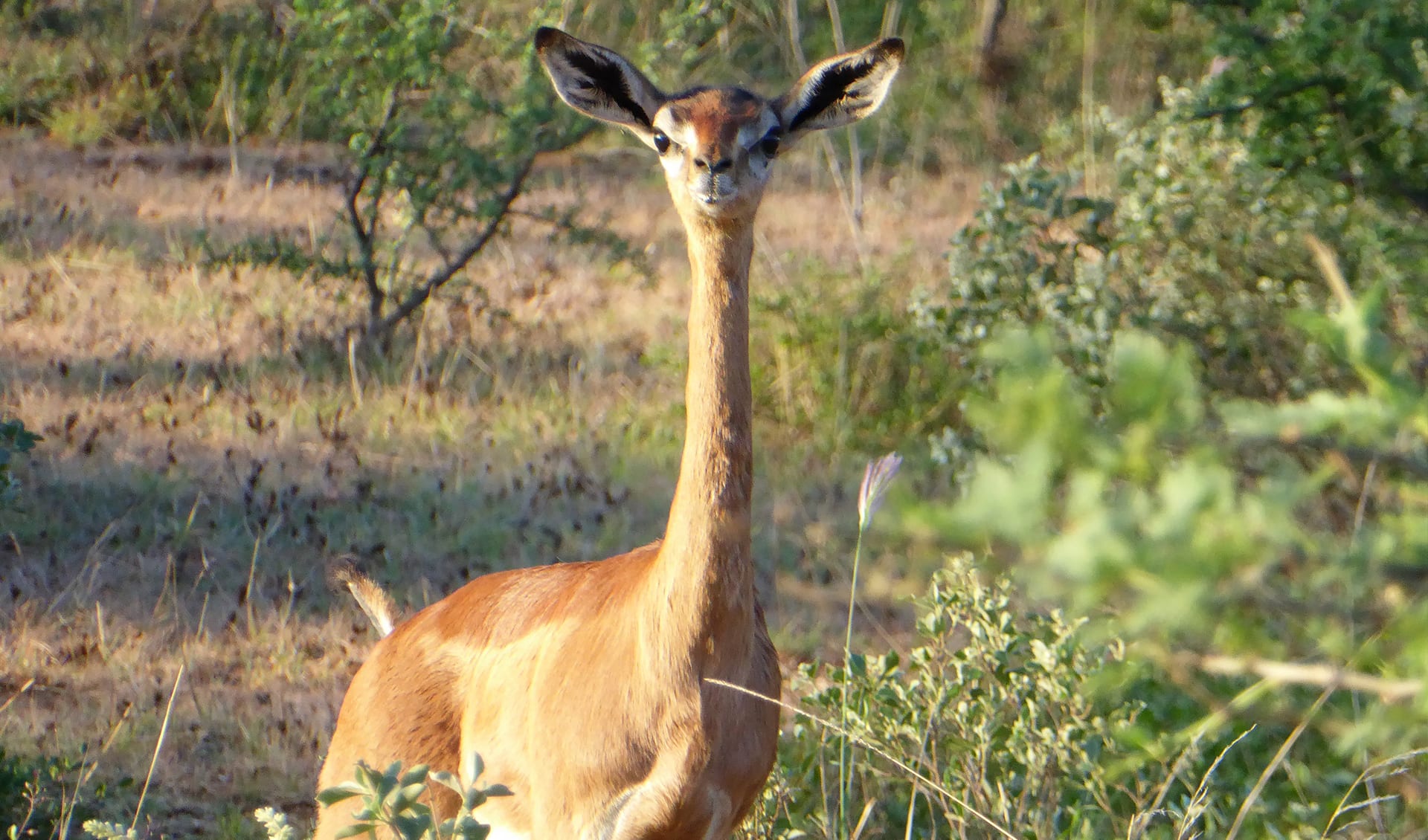 Gerenuk facts, distribution & population | BioDB